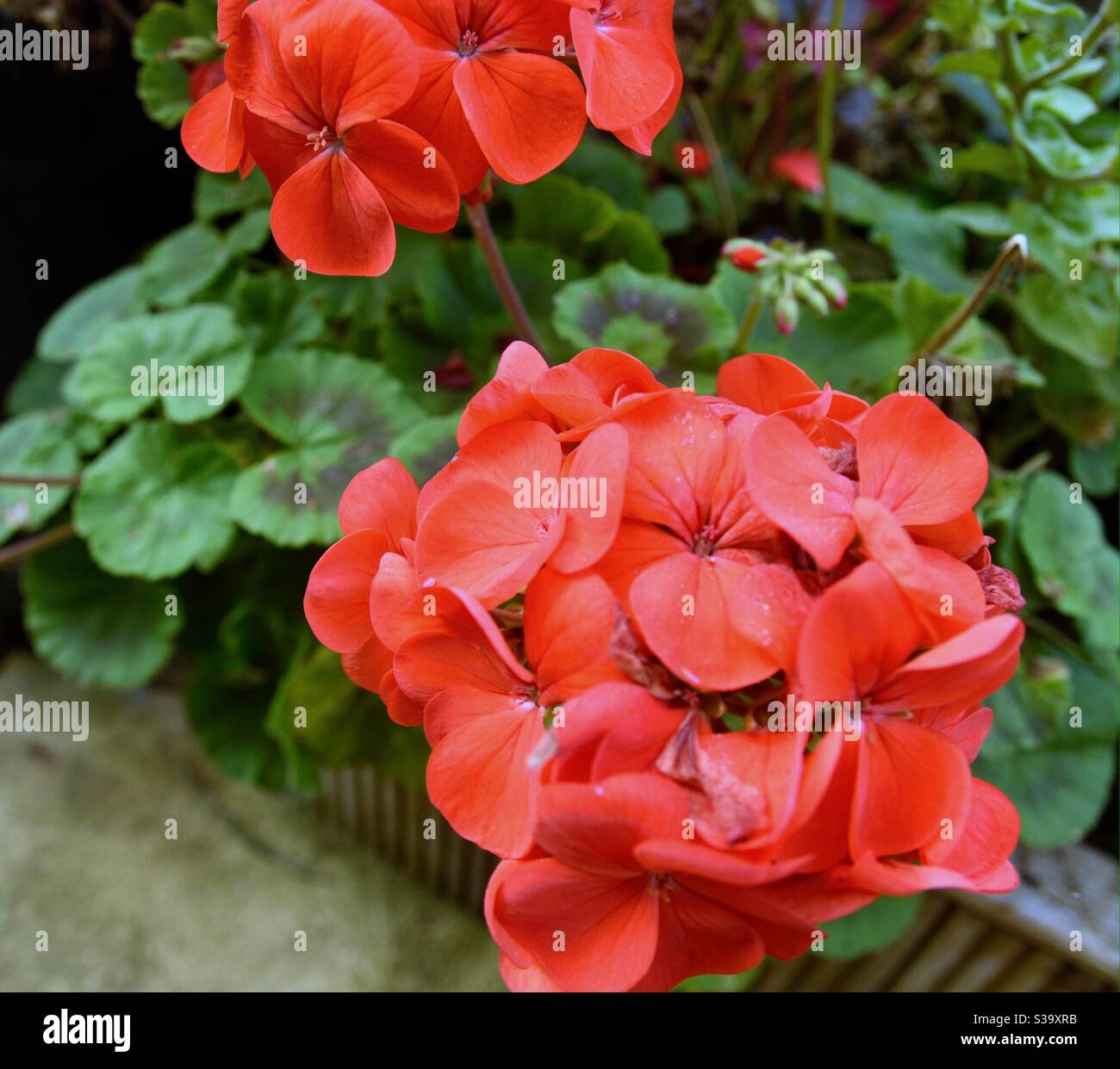 Garden gardens gardening hi-res stock photography and images - Alamy