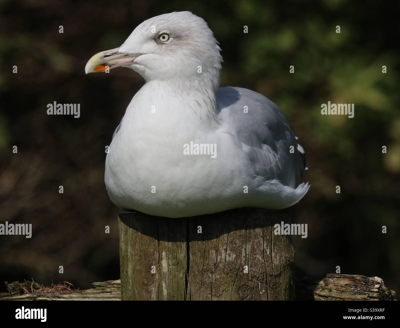 Seagull sitting on pole hi-res stock photography and images - Alamy