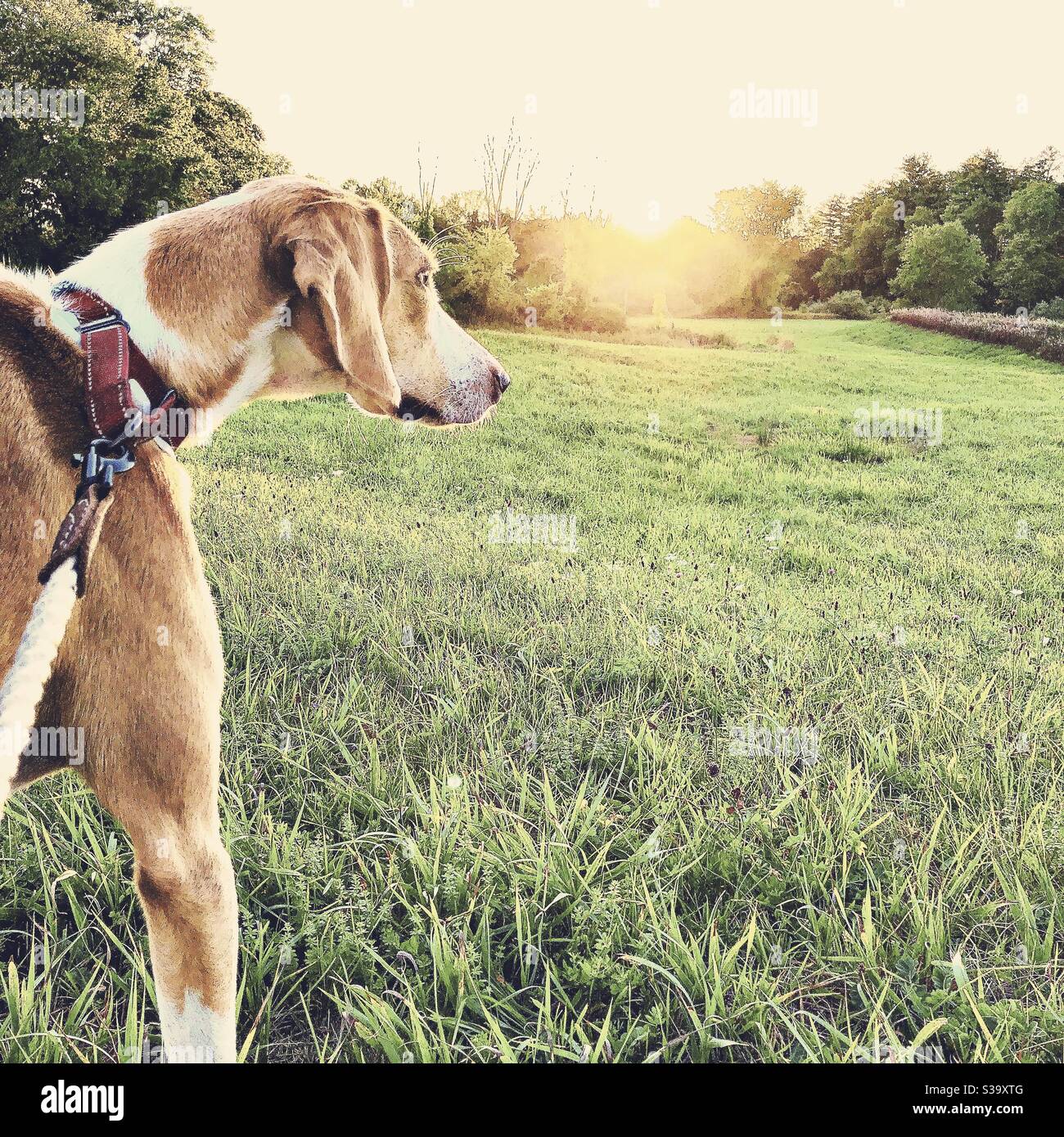 Dog in a farm field hi-res stock photography and images - Alamy
