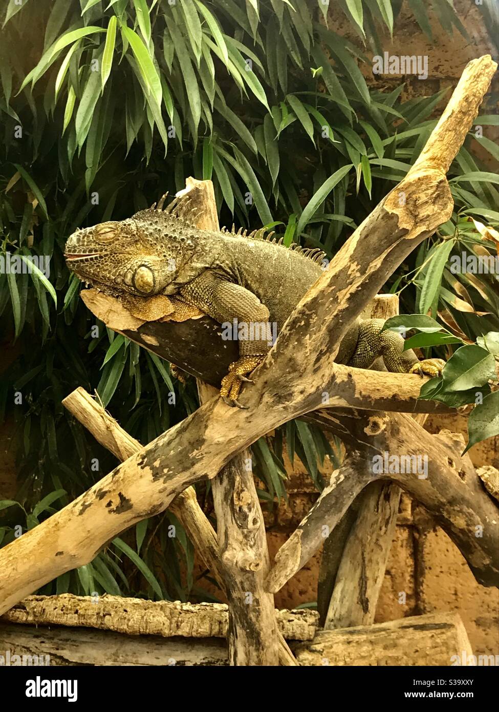 Lizard sleeping hi-res stock photography and images - Alamy