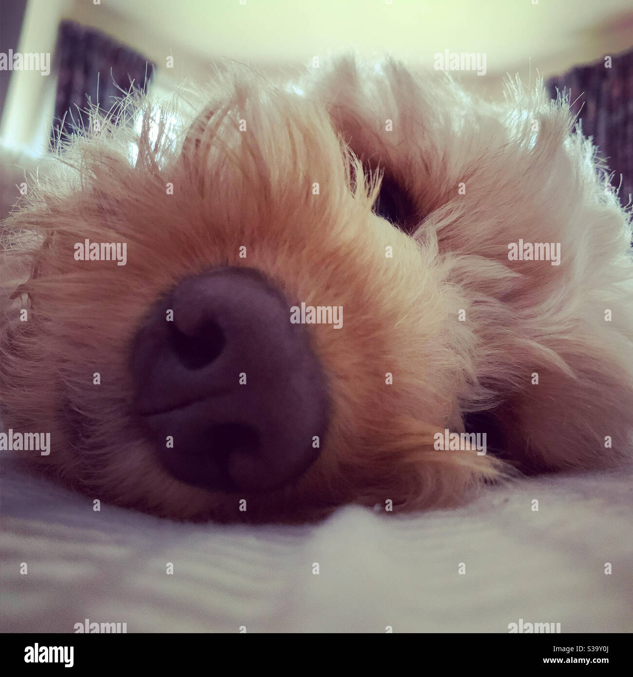 Sleepy cockapoo hi-res stock photography and images - Alamy