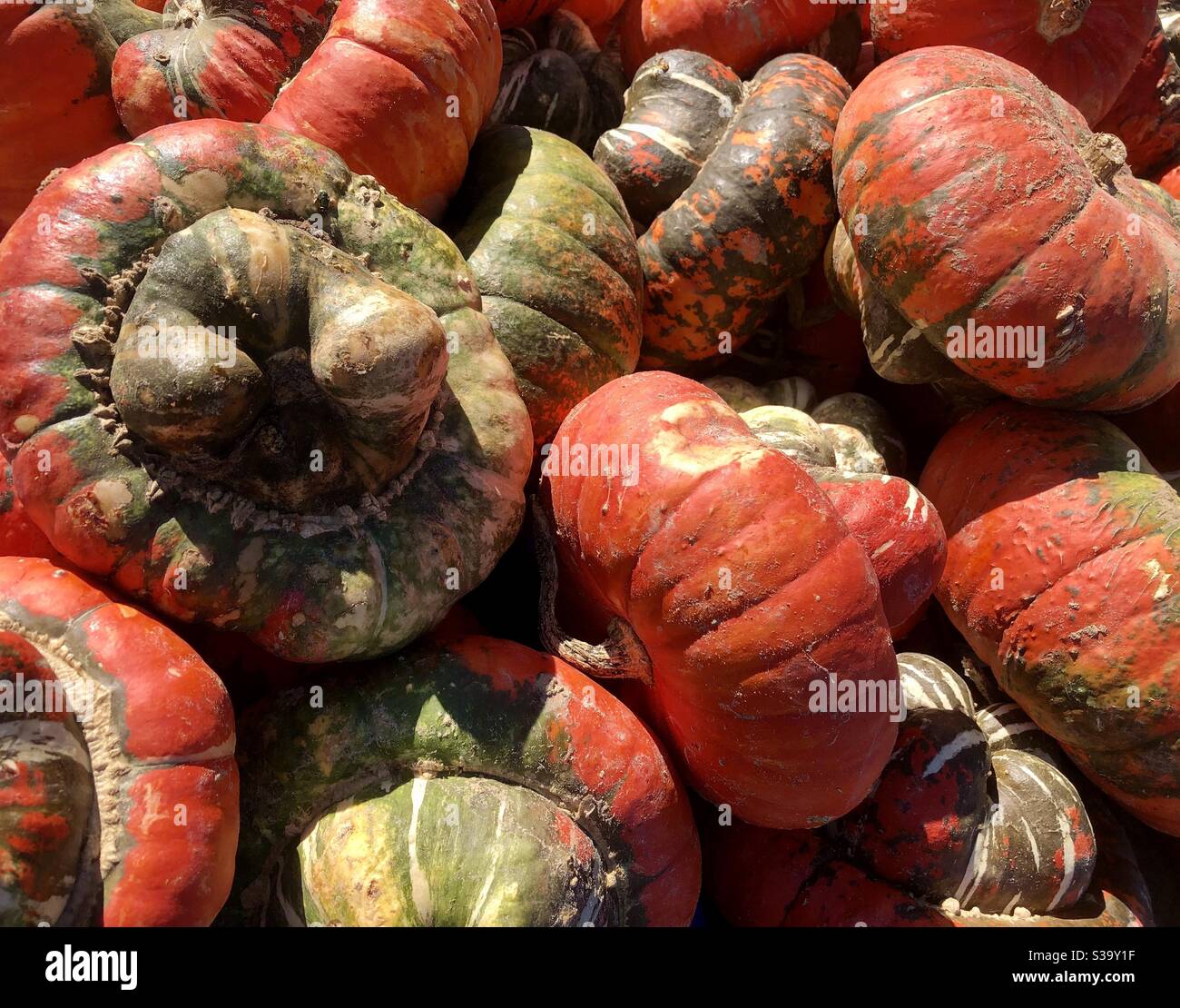 Turk’s turban squash Stock Photo - Alamy