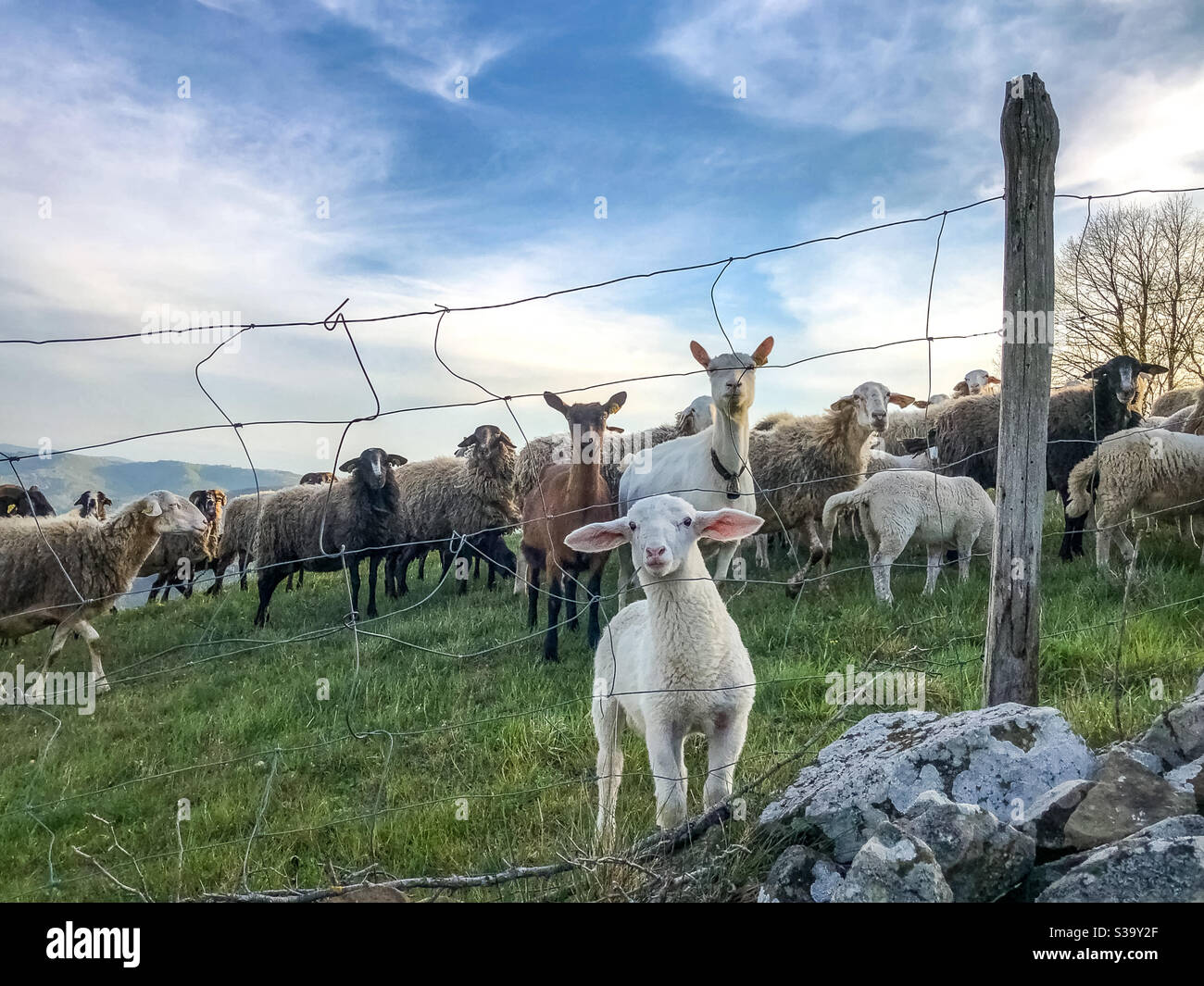 A flock of sheep staring at the camera Stock Photo - Alamy