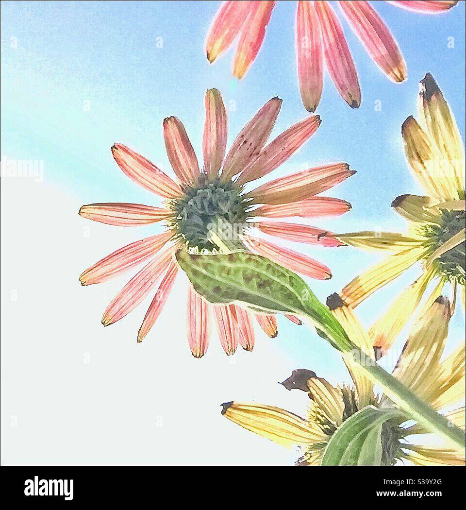 Colourful flowers seen from below Stock Photo - Alamy