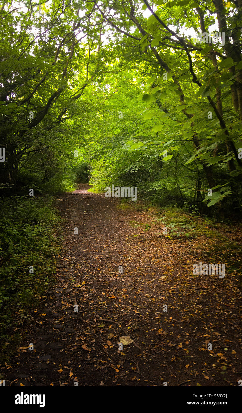 Canopy trail hi-res stock photography and images - Alamy