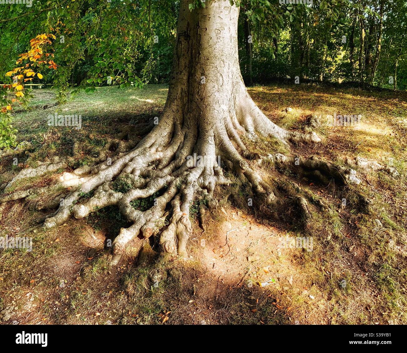 Gnarled and weathered roots of an old, ancient tree in the grounds of a ...
