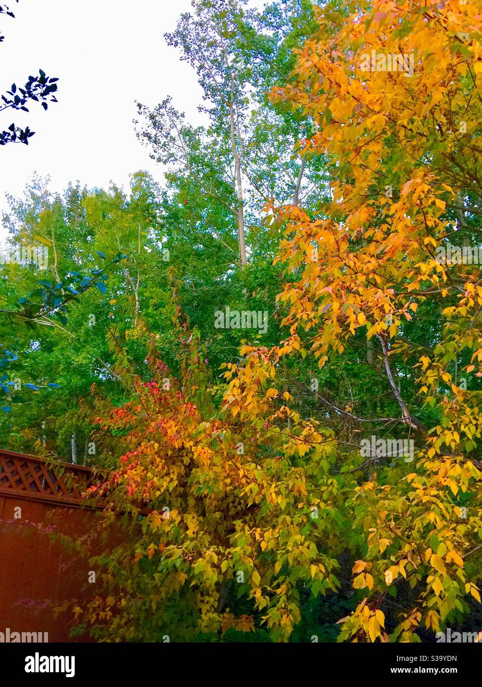 Calgary, Alberta, backyard photography, autumn, fall, colours, seasons ...