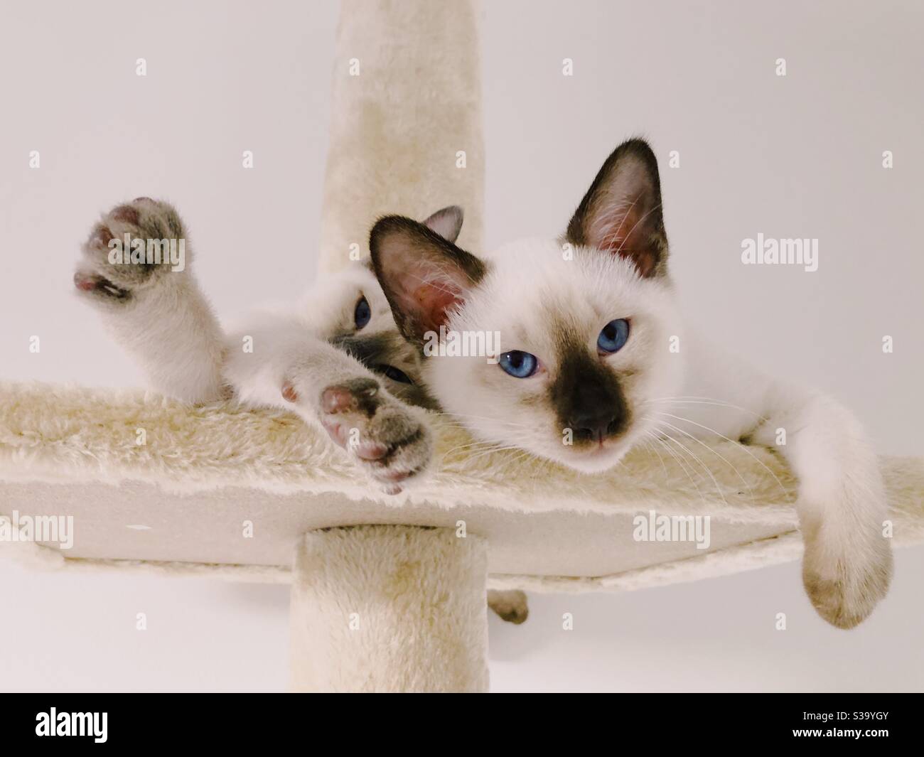 Siamese cats hi-res stock photography and images - Alamy
