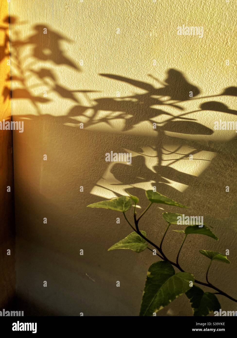 Shadowy contrast hi-res stock photography and images - Alamy