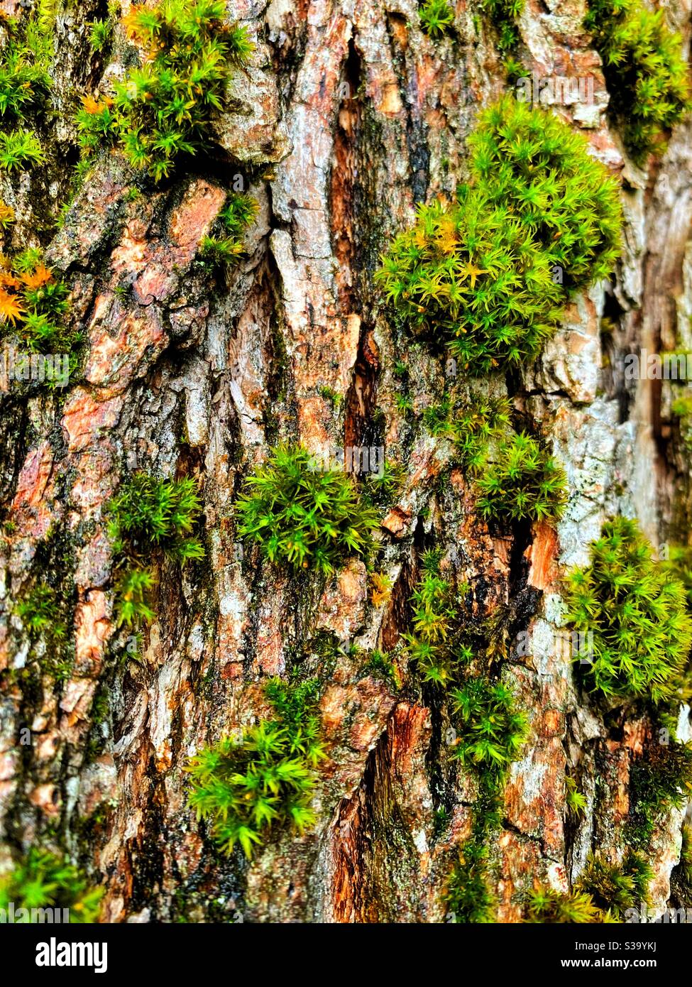 Growth on bark hi-res stock photography and images - Alamy