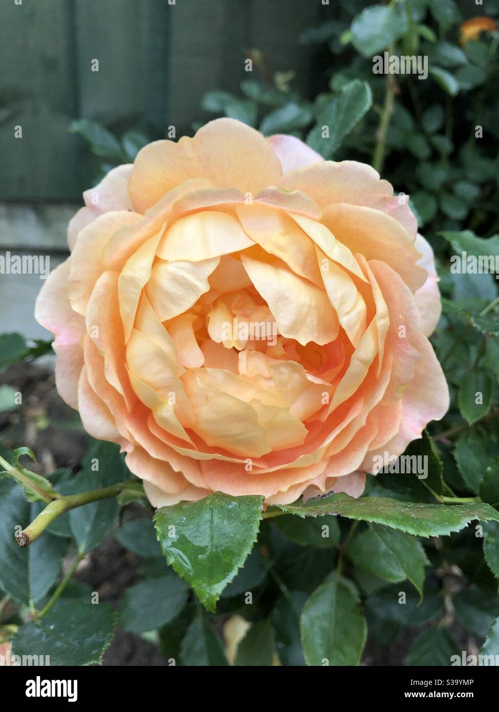 David austin orange rose hi-res stock photography and images - Alamy