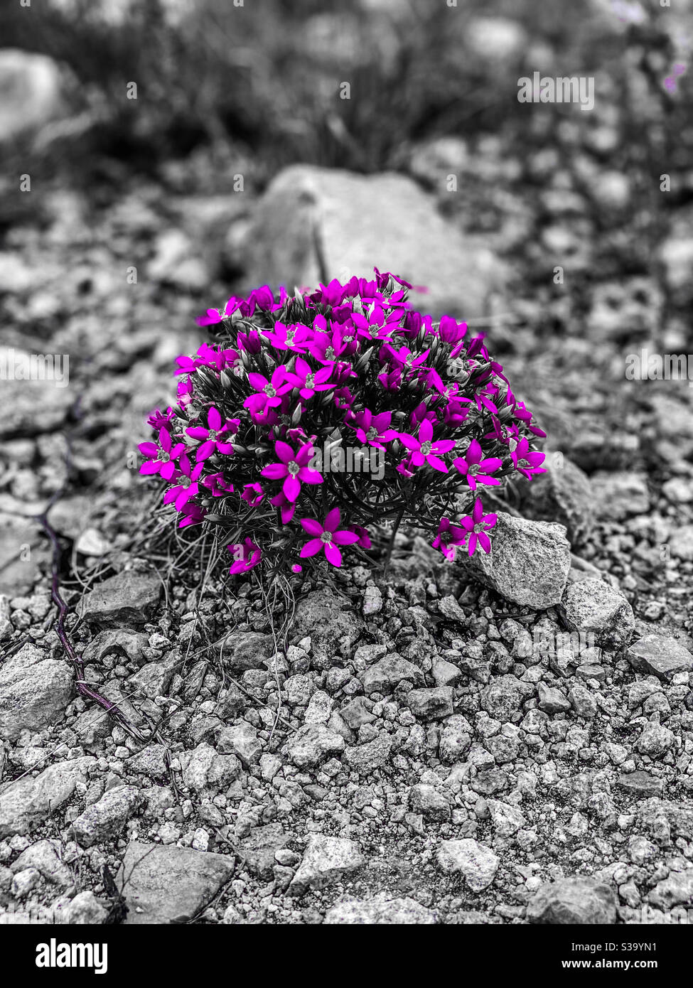 Harshest hi-res stock photography and images - Alamy