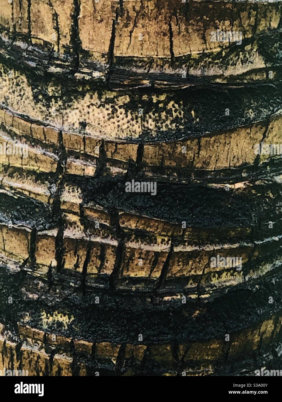Detailed tree bark hi-res stock photography and images - Alamy