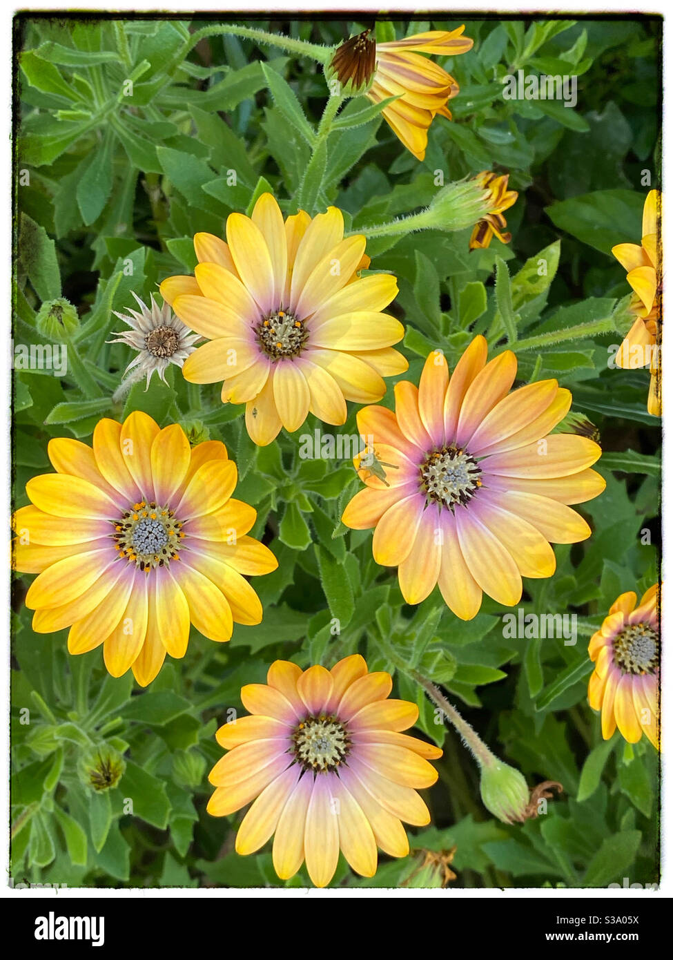 Orange spring flowers Stock Photo - Alamy