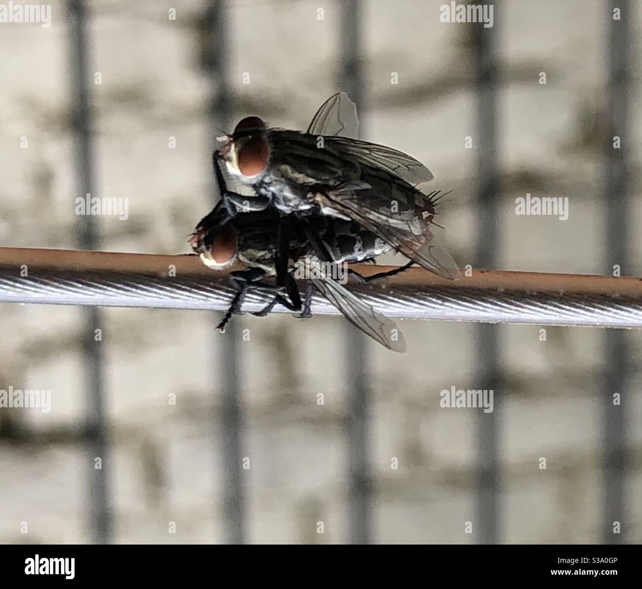 Insects matings hi-res stock photography and images - Alamy