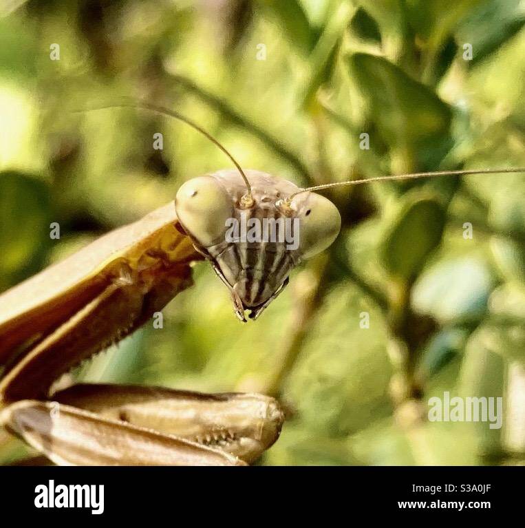 Praying mantis head Stock Photo - Alamy