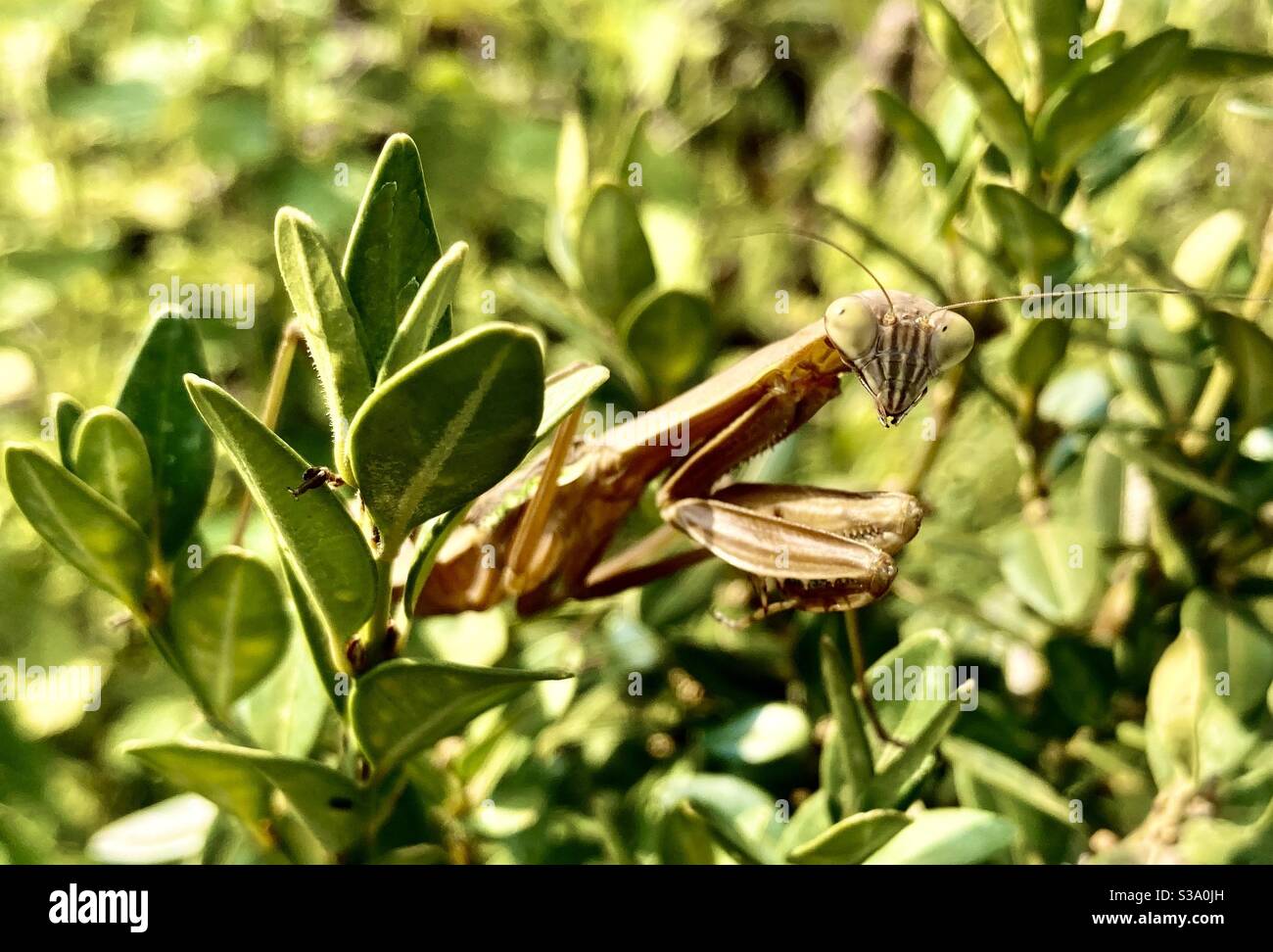 Mantis male hi-res stock photography and images - Alamy