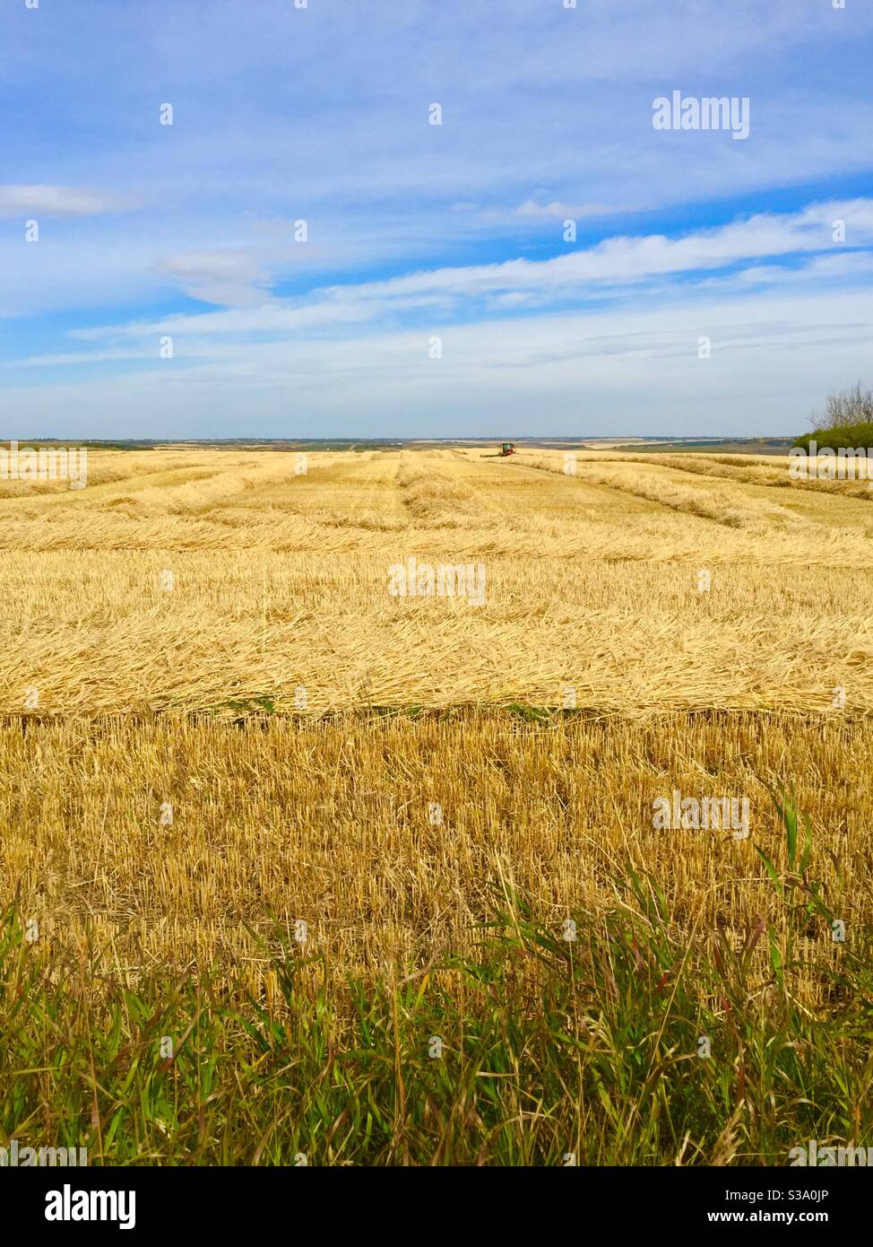 Alberta bound, harvesting, grain, field, swather,prairie, agriculture ...