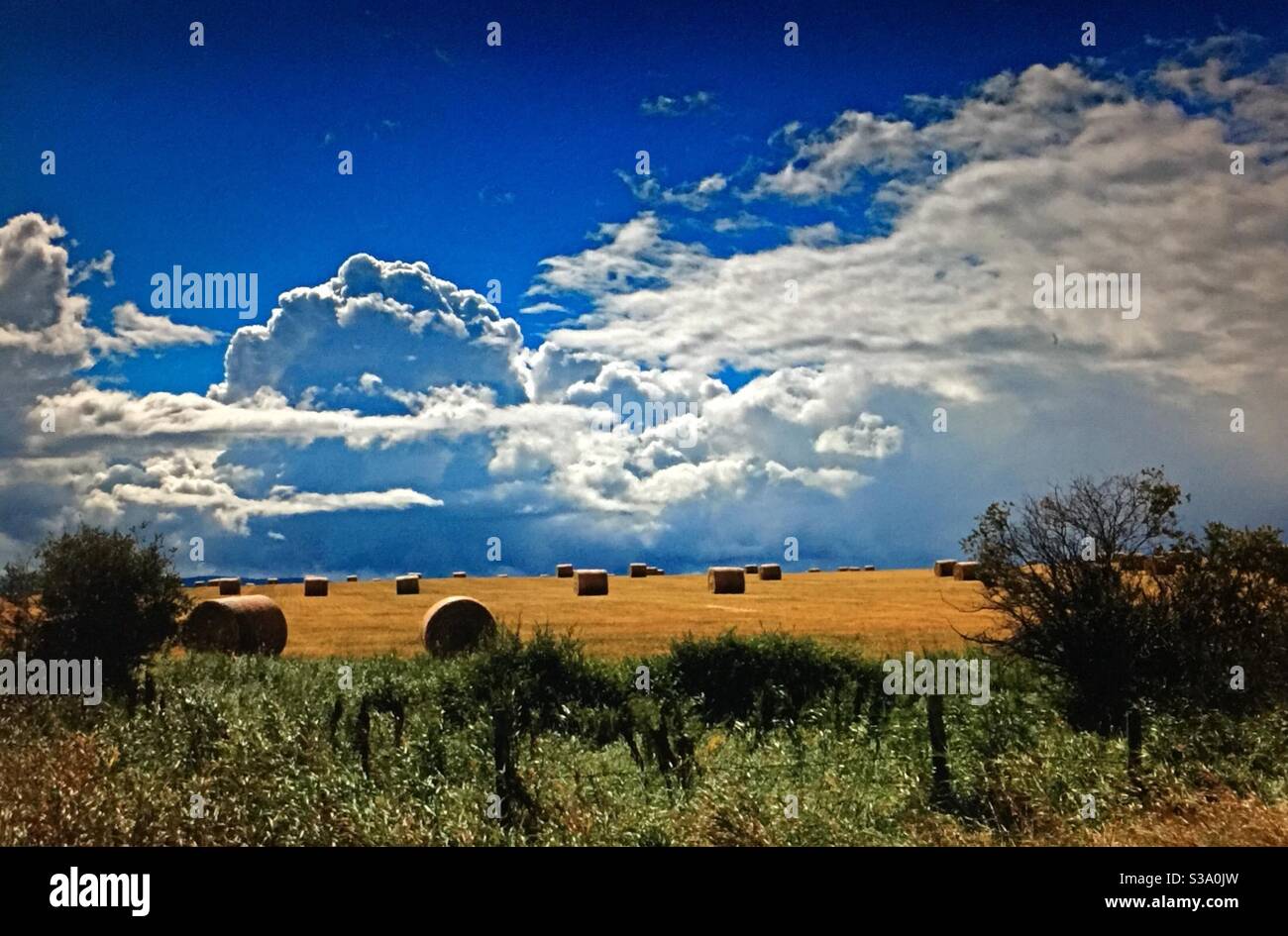 Alberta bound, harvesting, hay,cloudy, sky, bales, field,feed, cattle ...