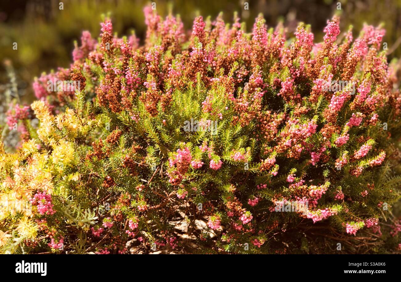 Heather well hi-res stock photography and images - Alamy