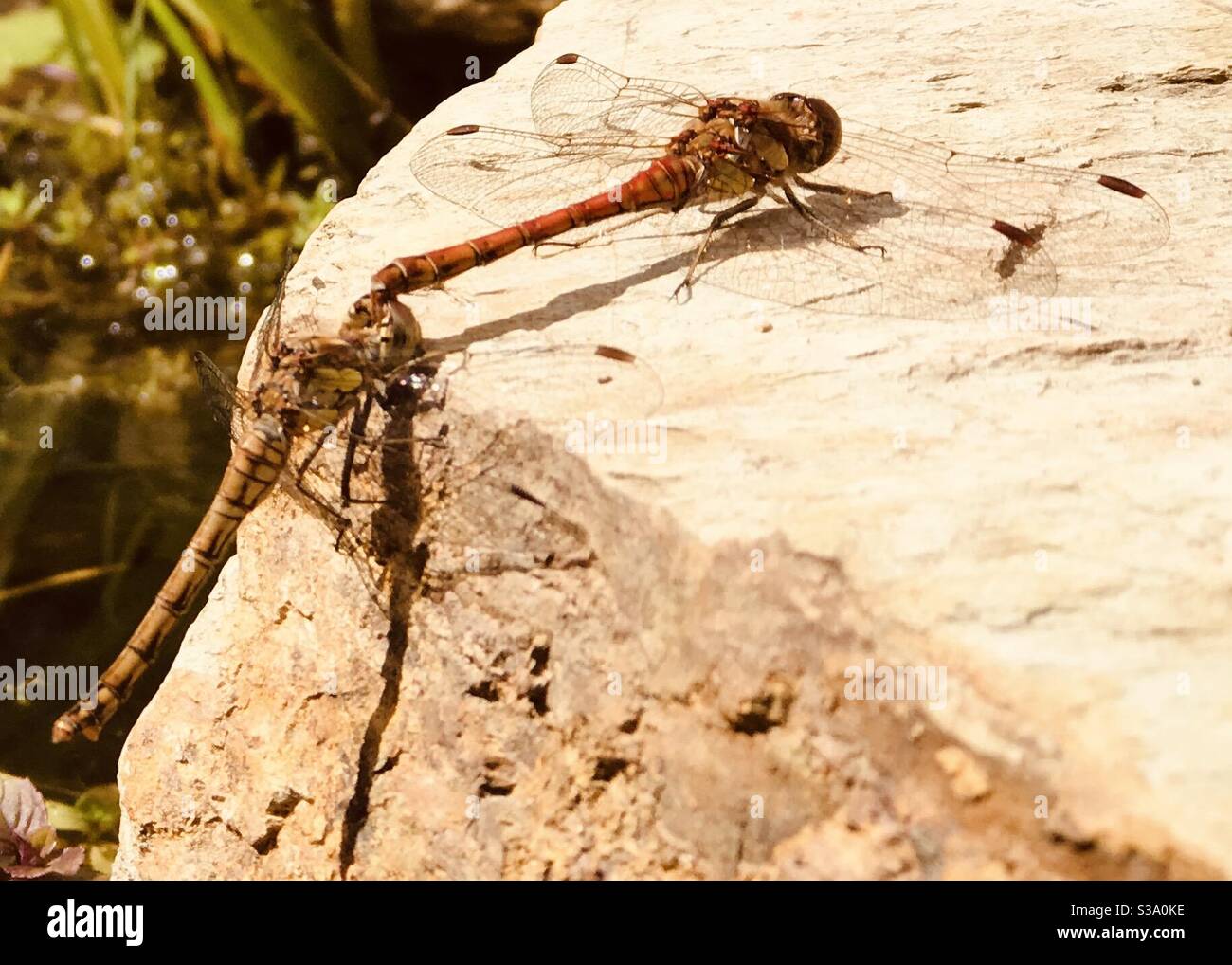 Dragonflies larva hi-res stock photography and images - Alamy