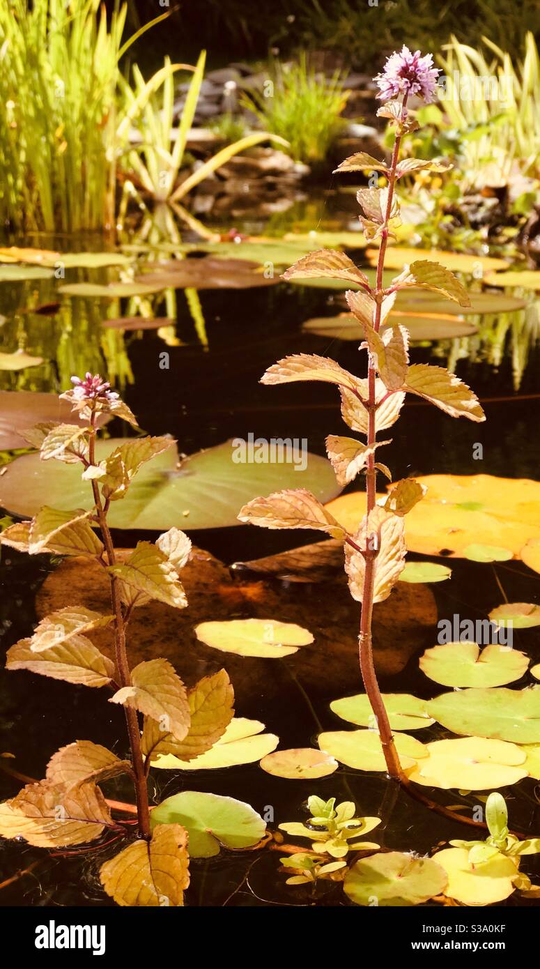 Water mint uk pond hi-res stock photography and images - Alamy