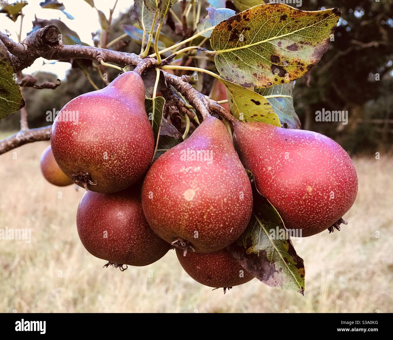Summer leaf fruit tree branch smartphone stock photos and images - Alamy