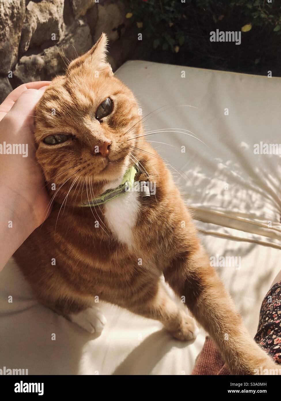Cute ginger cat Stock Photo - Alamy