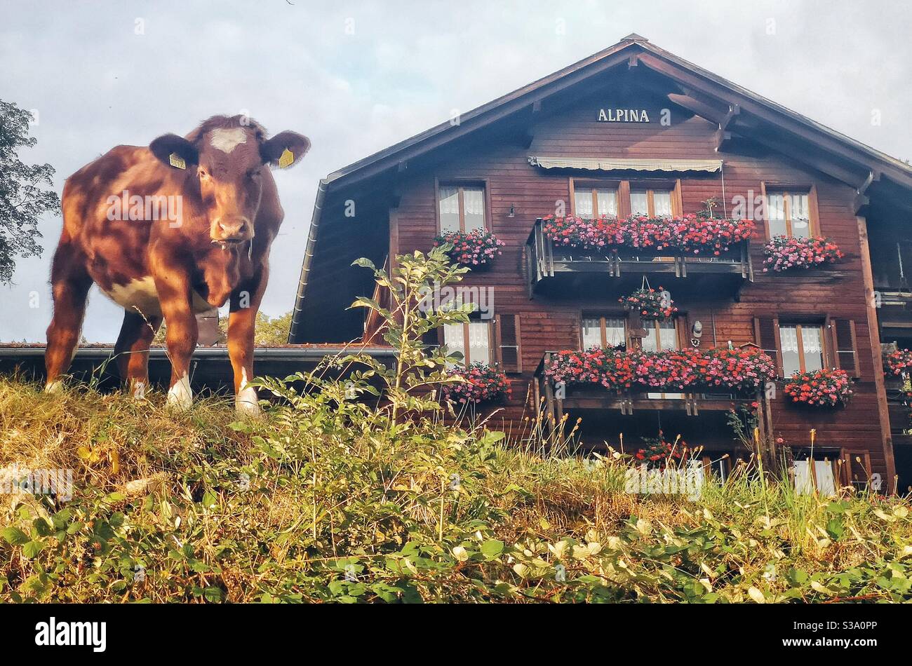 Swiss farming traditions hi-res stock photography and images - Alamy
