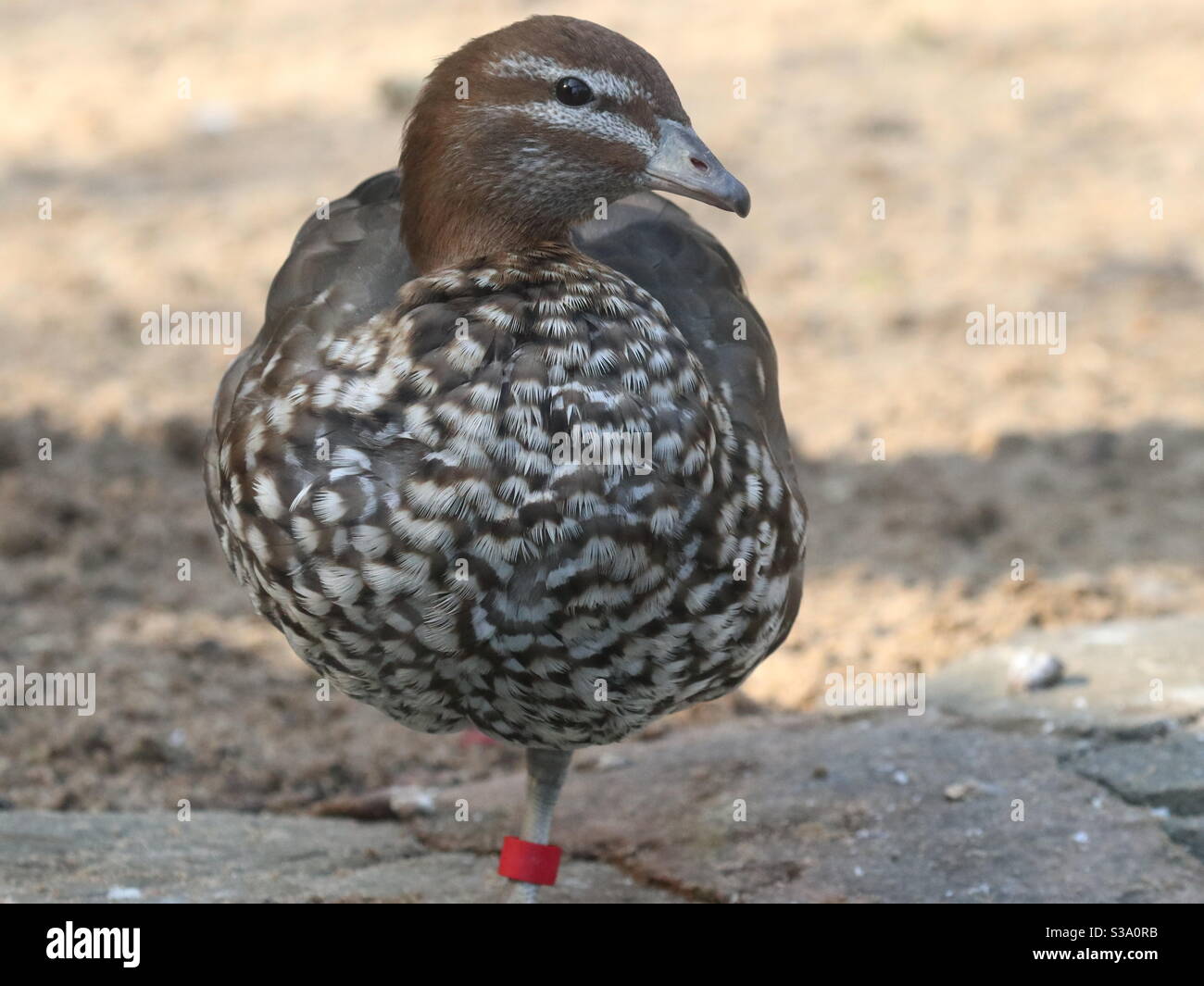 Hi ho silver hi-res stock photography and images - Alamy