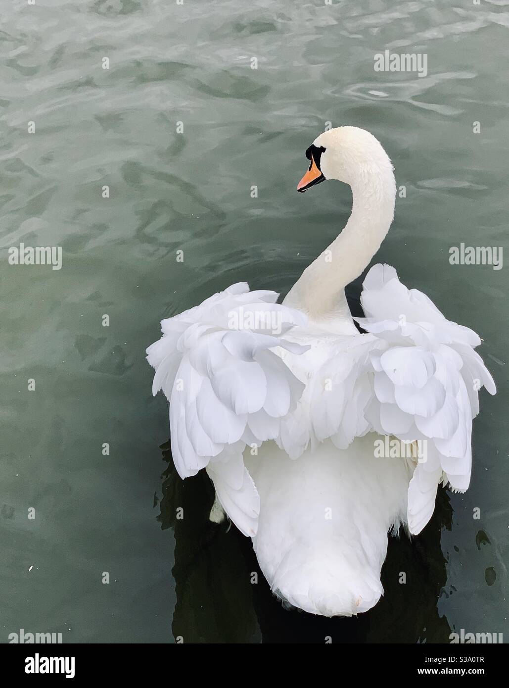 Swan feathers hi-res stock photography and images - Alamy
