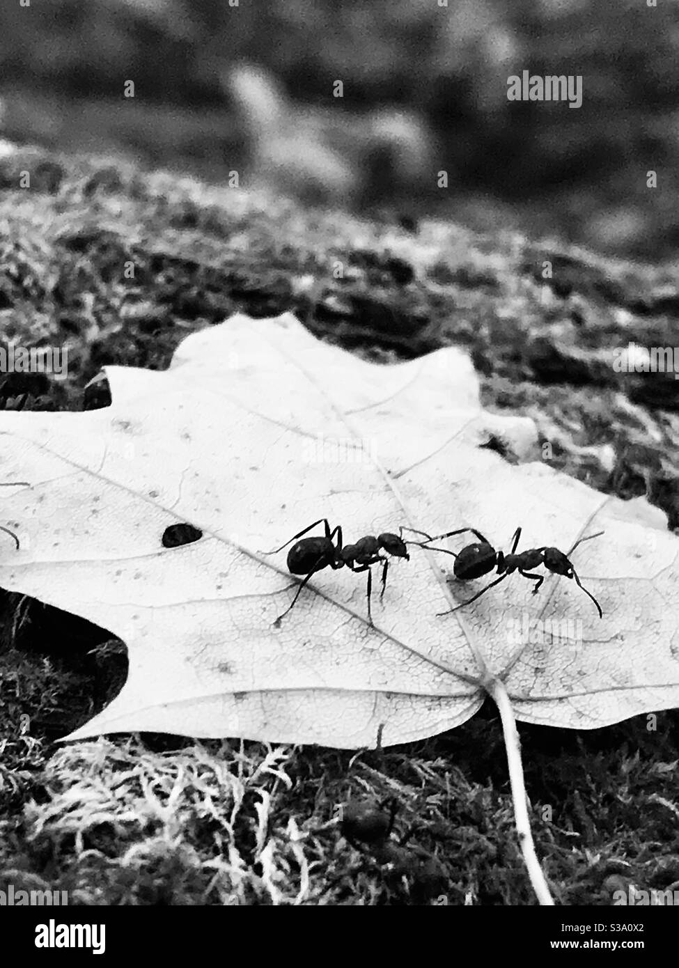 Ants leaf background Black and White Stock Photos & Images - Alamy
