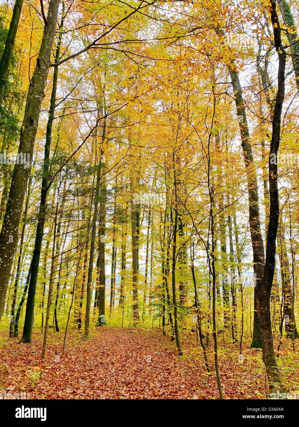 Tall trees in a forest hi-res stock photography and images - Alamy