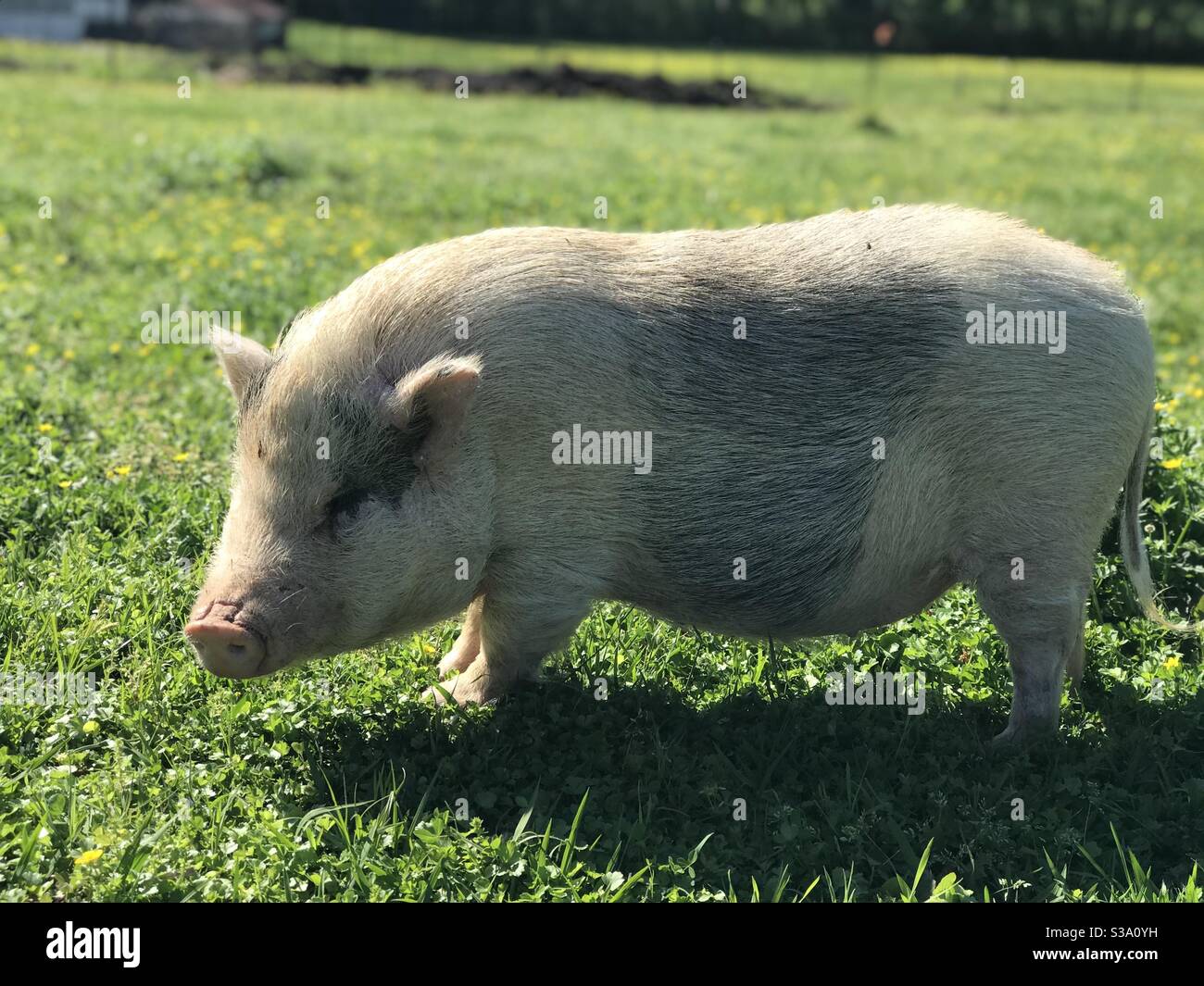 Mini pig hi-res stock photography and images - Alamy