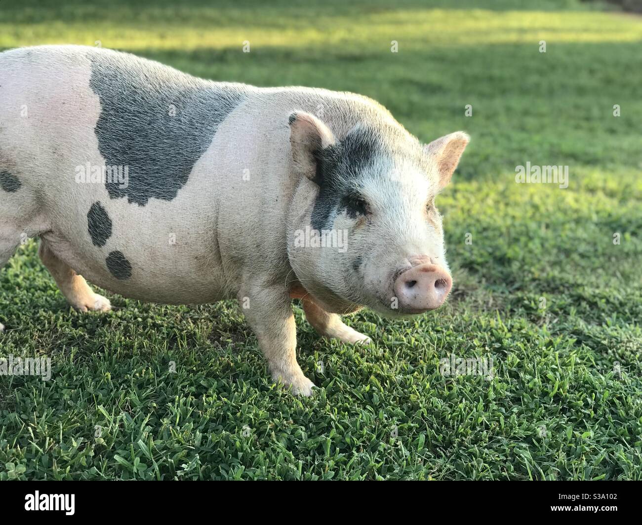 Barnyard grass hi-res stock photography and images - Alamy