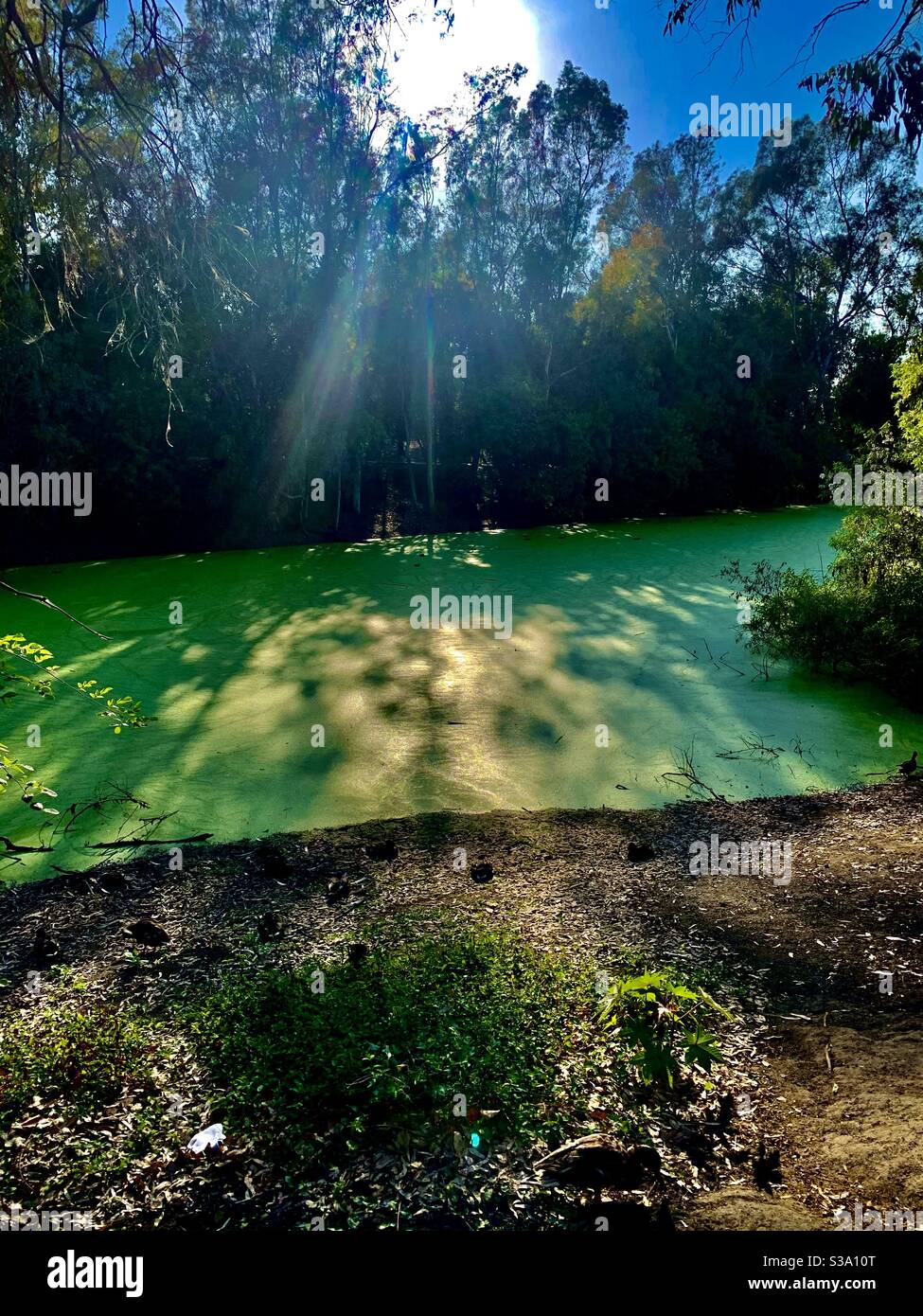 Sun and algae hi-res stock photography and images - Alamy
