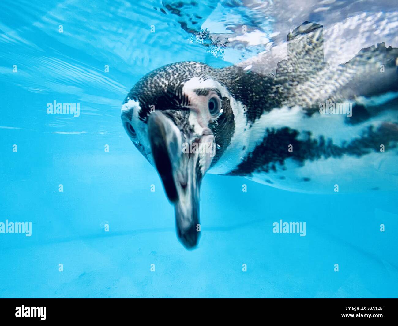Penguin looking camera hi-res stock photography and images - Alamy