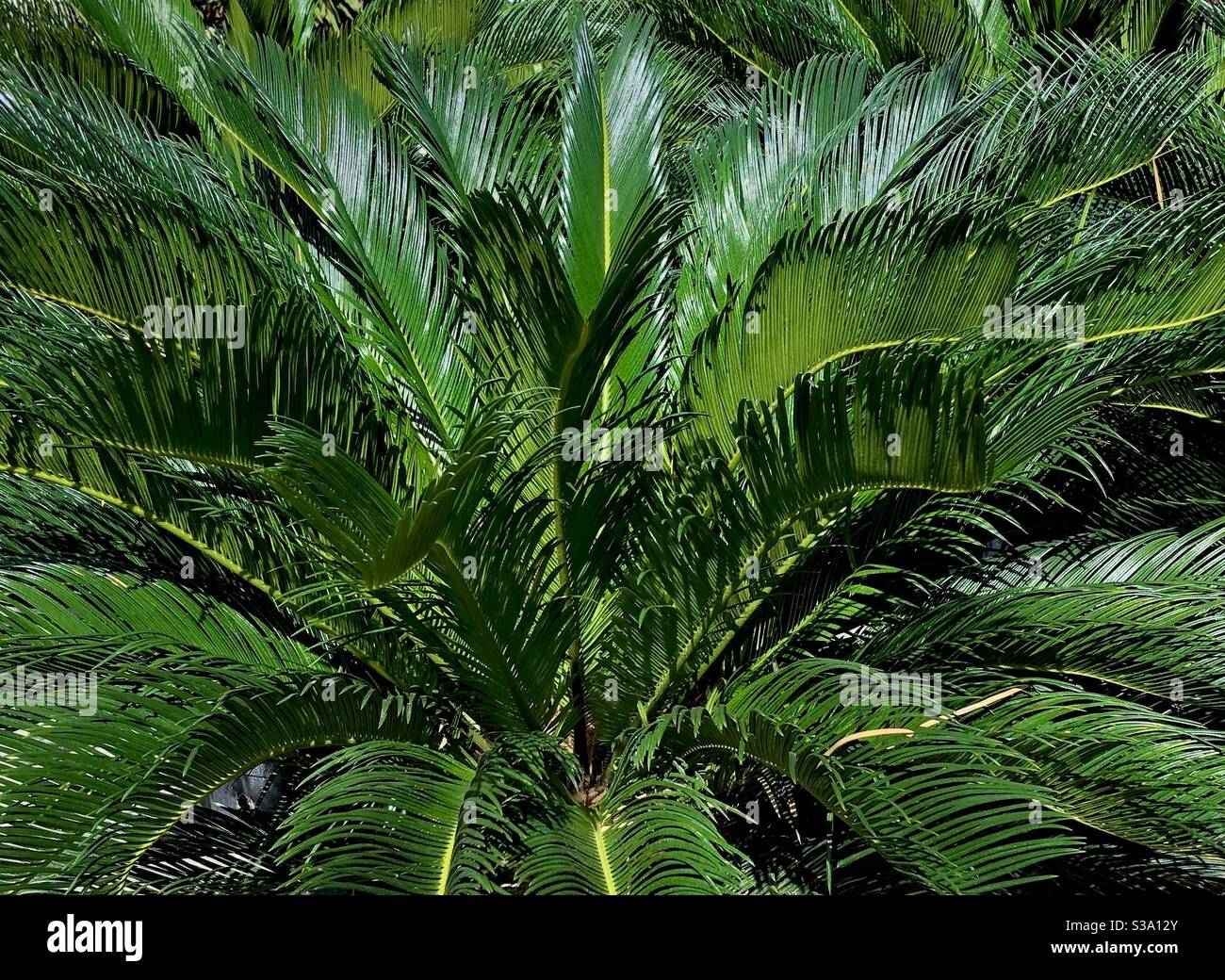 Sago palm tree hi-res stock photography and images - Alamy