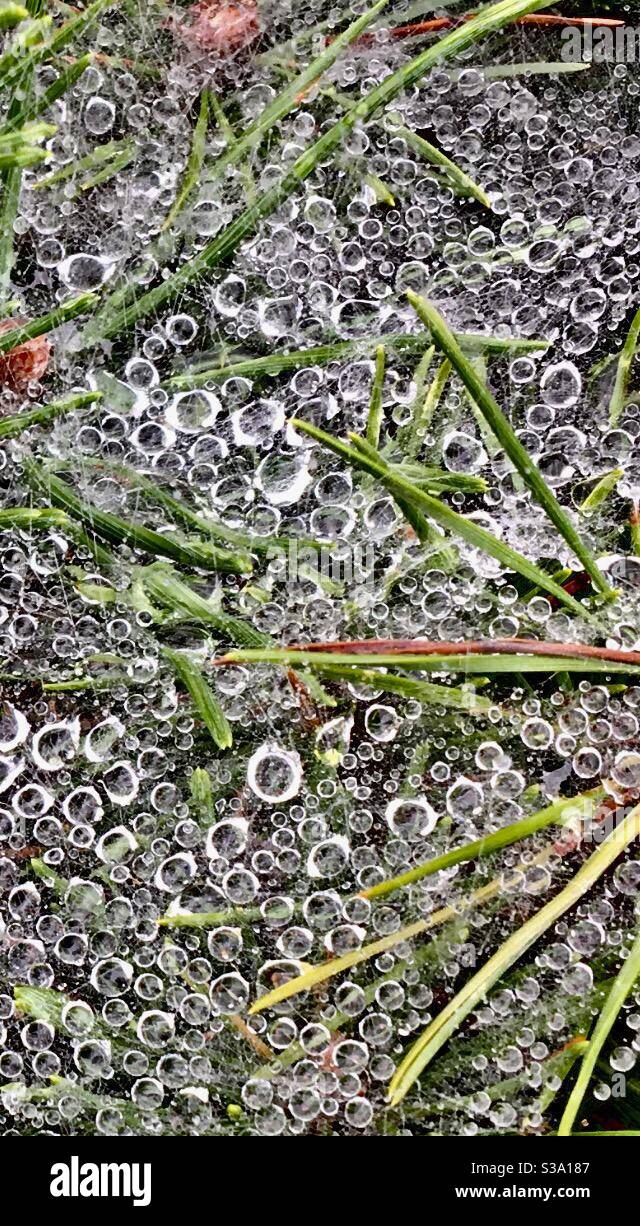 Beautiful cobwebs hi-res stock photography and images - Alamy