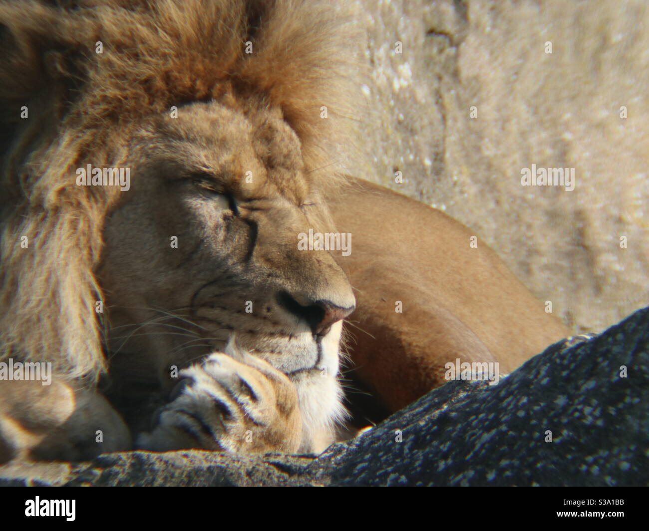 Lionhearted Lion in the sun Stock Photo - Alamy