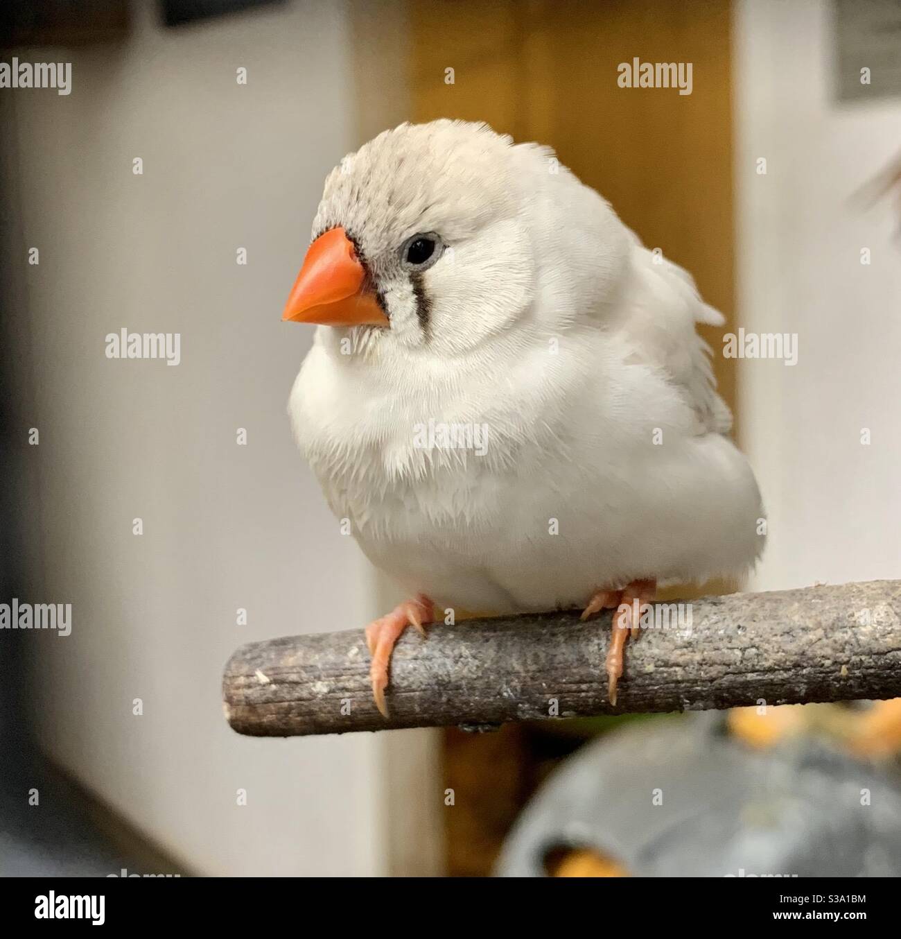 The caged bird hi-res stock photography and images - Alamy