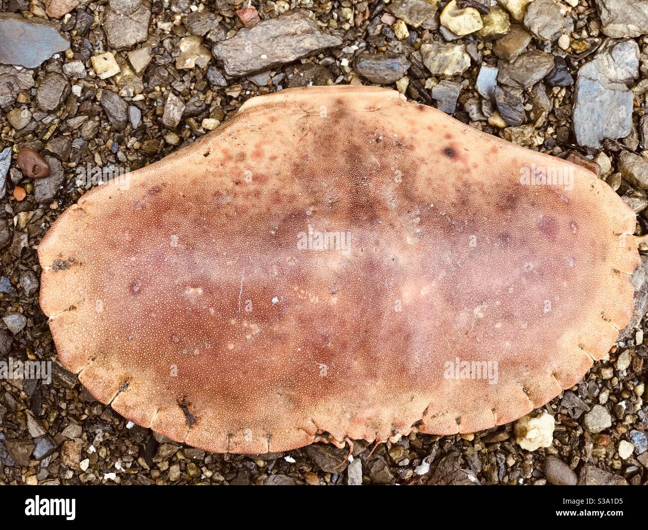 crab shell at low tide Stock Photo - Alamy