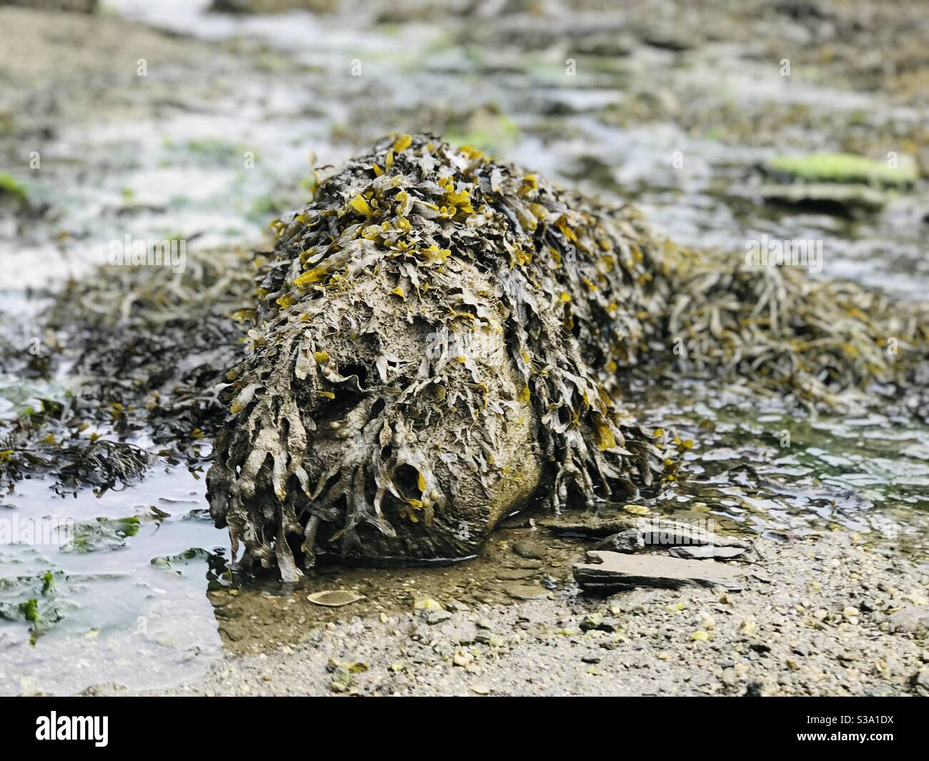 Tidal creature hi-res stock photography and images - Alamy