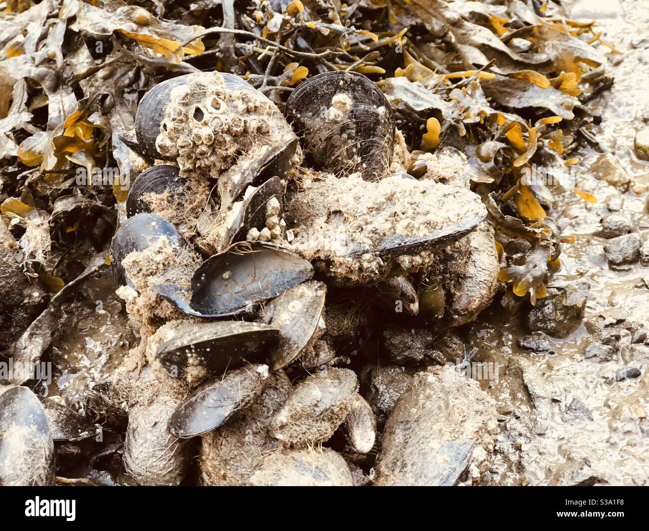 mussels and barnacles Stock Photo - Alamy