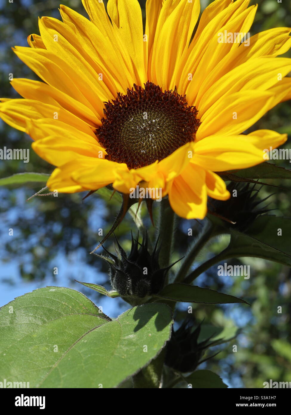 Multiple buds hi-res stock photography and images - Alamy