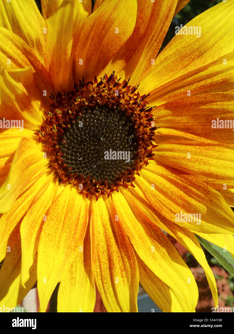 Sunflower in bloom Stock Photo - Alamy