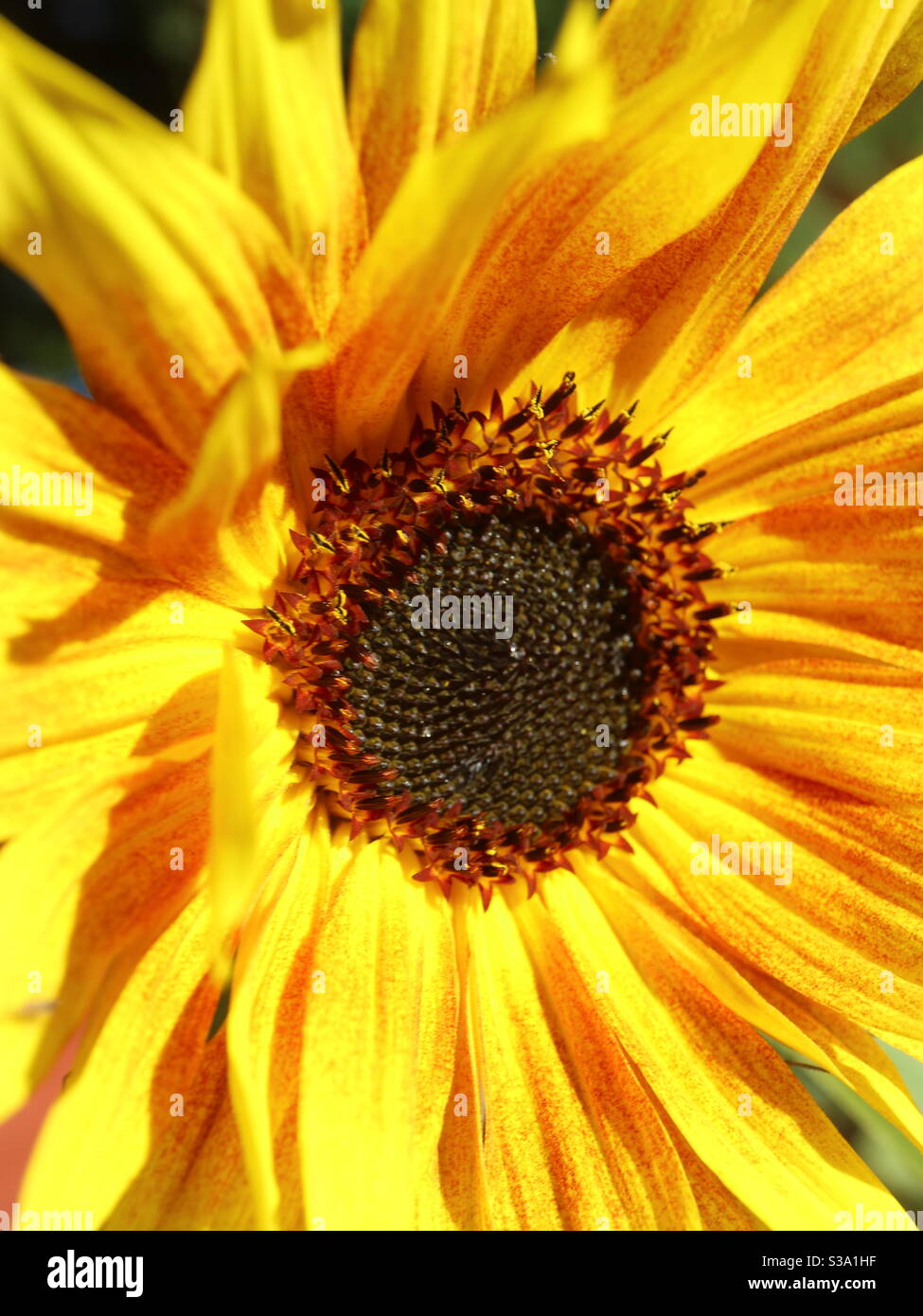 Sunflower heart in sunshine Stock Photo - Alamy