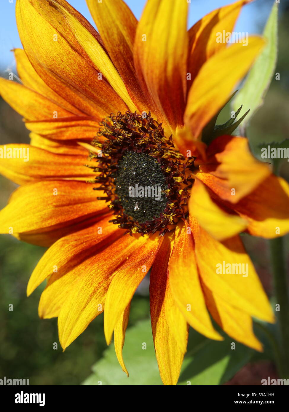 Sunflower, Seeds, Sunshine Stock Photo - Alamy