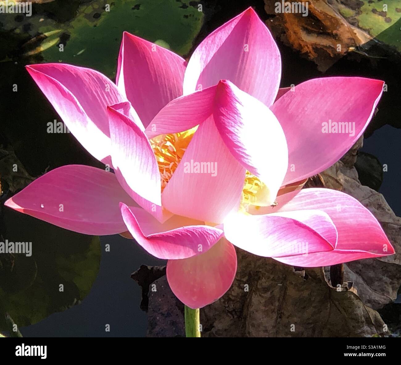 Lotus thai hi-res stock photography and images - Alamy