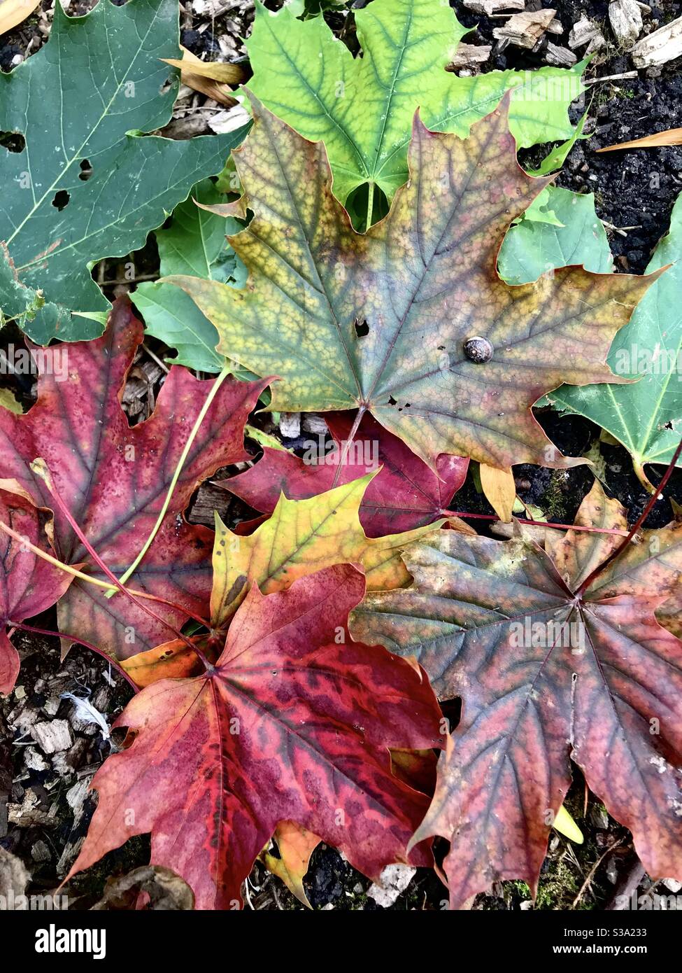 Colours of Autumn Stock Photo - Alamy